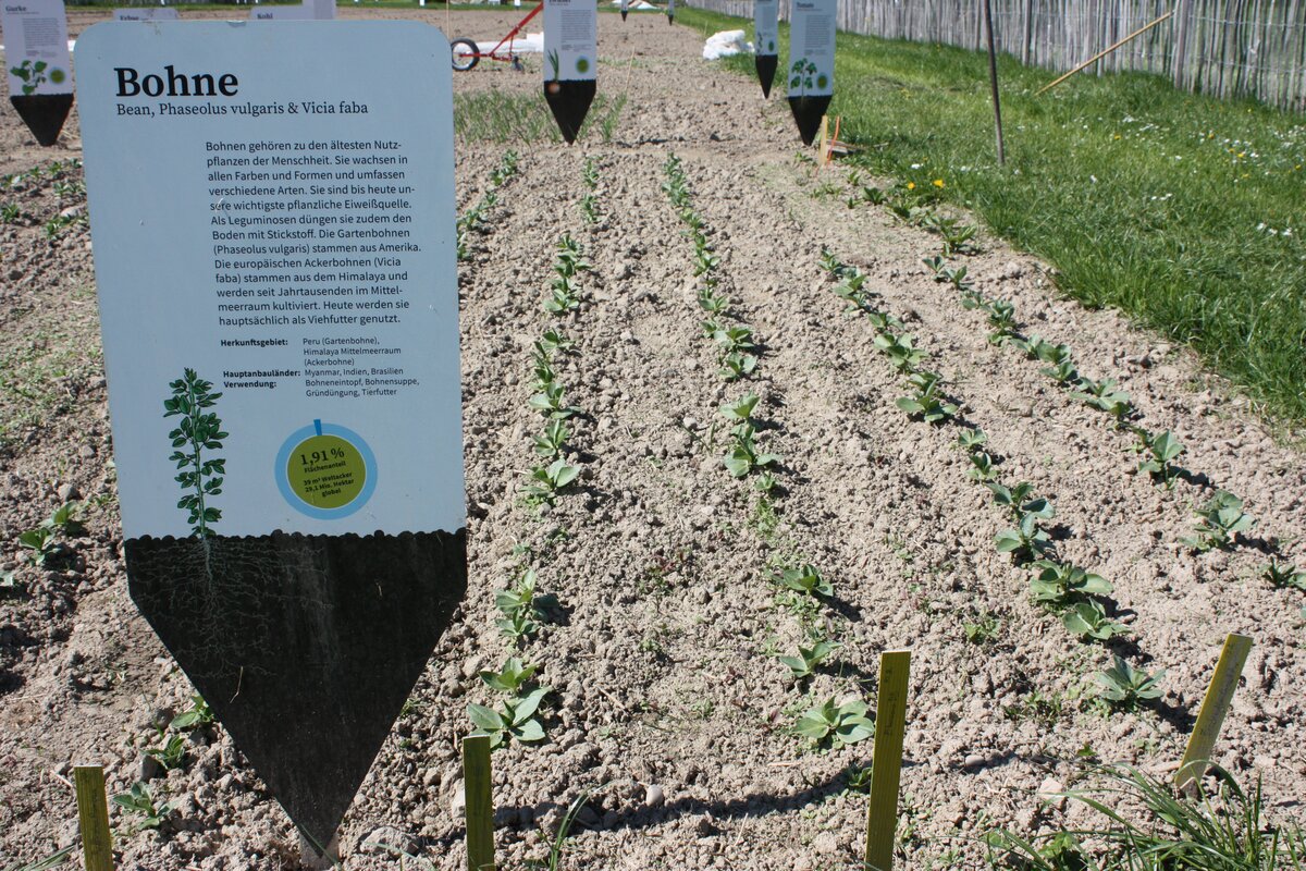 Ein Hoch auf die Bohne | OGG Bern
